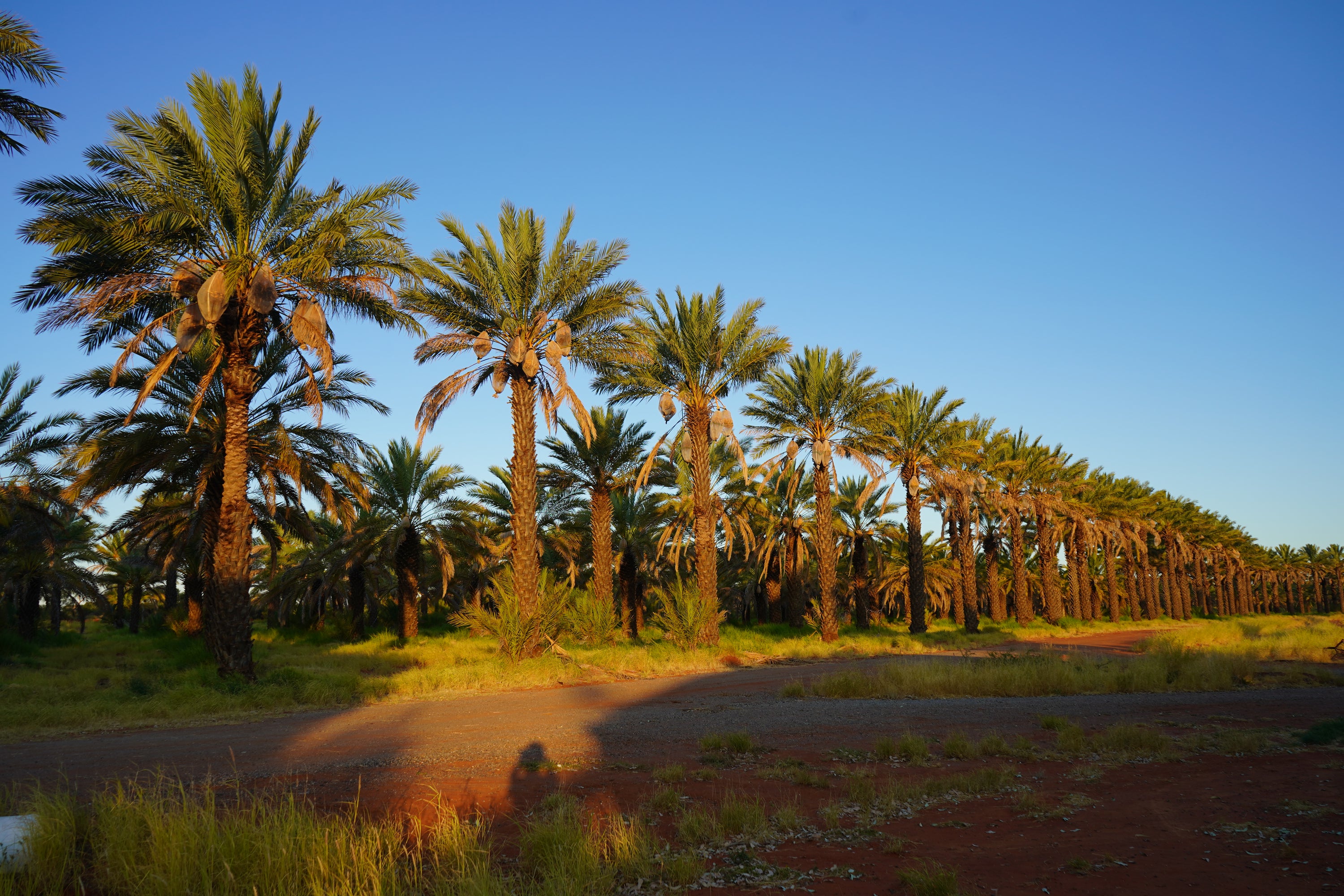 Desert Fruit Company