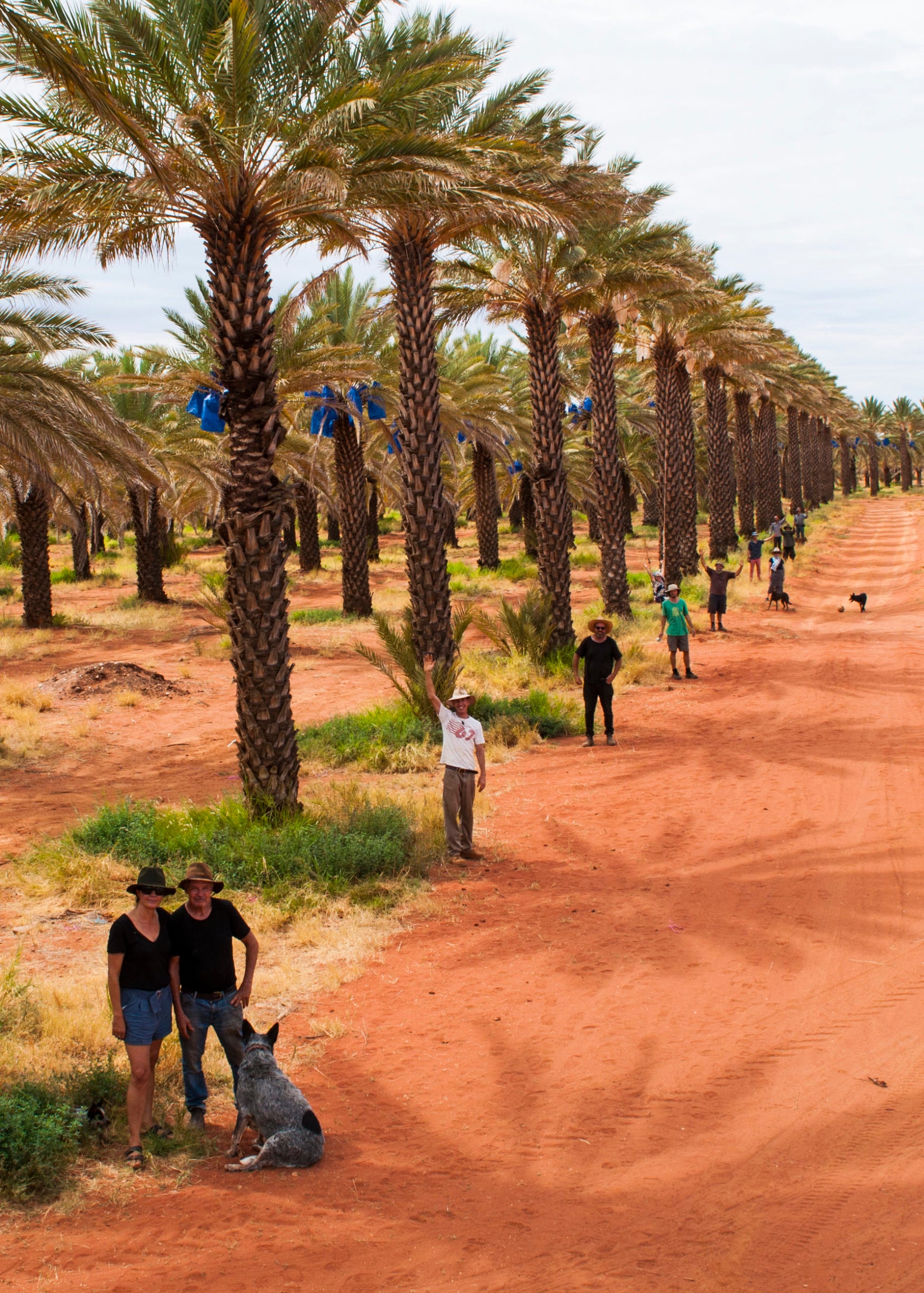 Desert Fruit Company