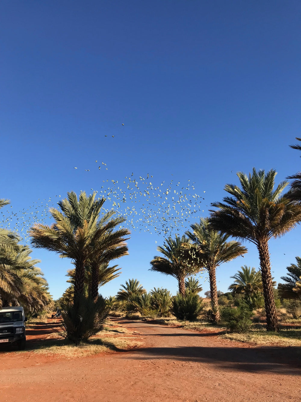 Desert Fruit Company