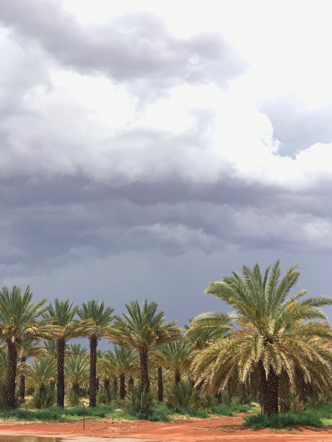 About growing, harvesting and selling our dates – Desert Fruit Company