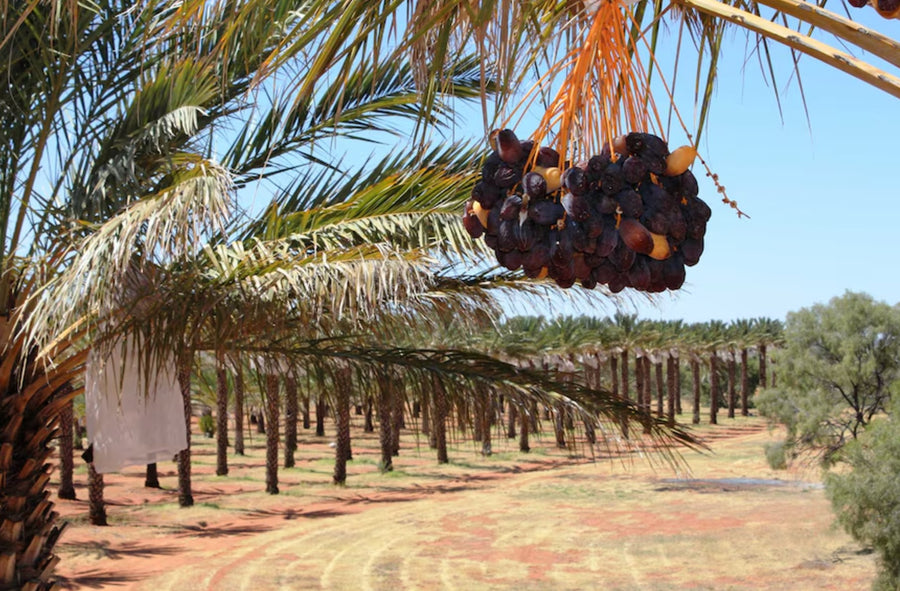 Desert Fruit Company