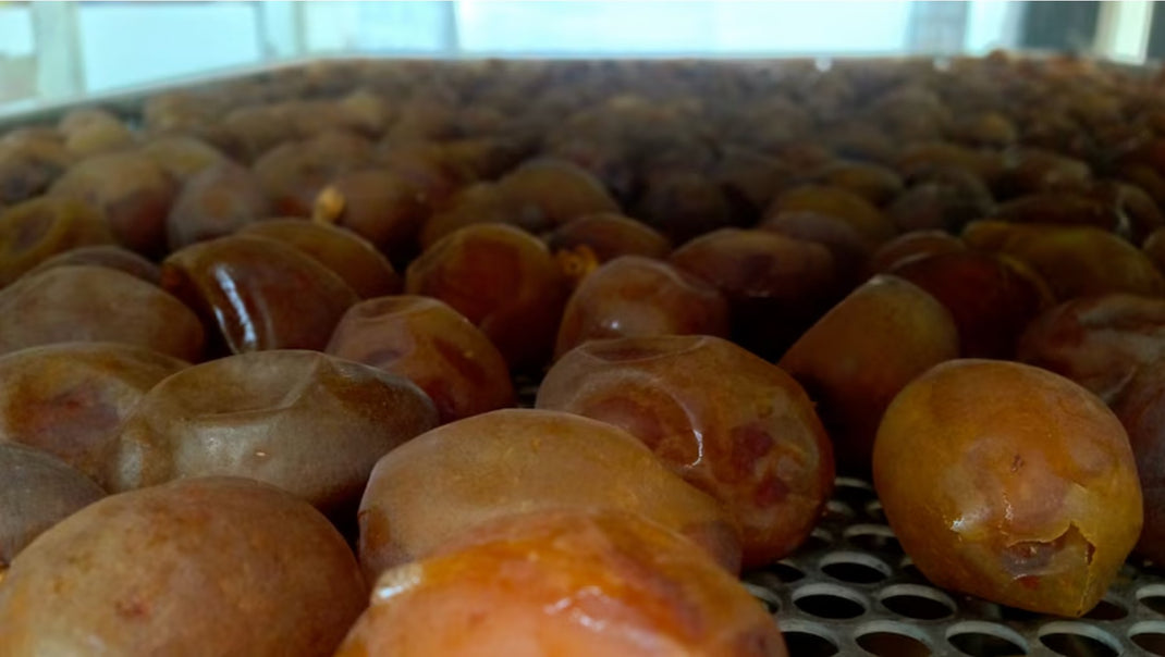 About growing, harvesting and selling our dates – Desert Fruit Company